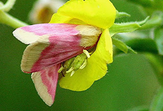 nature tales and camera trails: Primrose Moth: Schinia florida